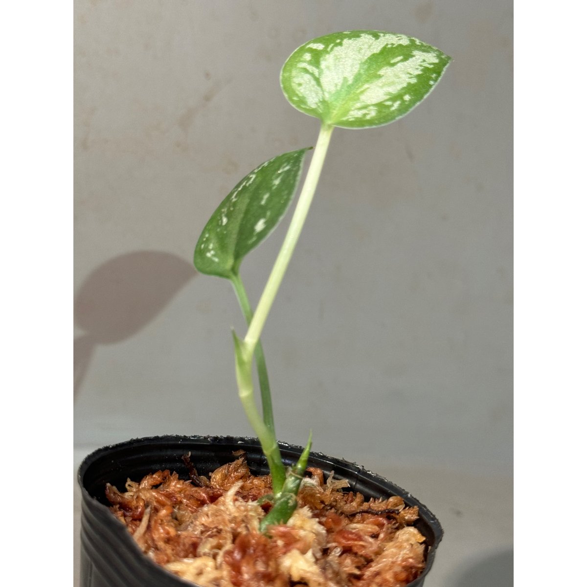 Scindapsus pictus "Tricolor" from West Borneo