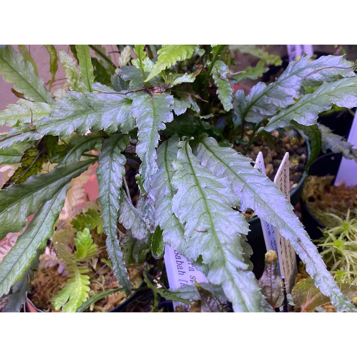 Microsorum sp. Short Dragon Tail | M・R・G・R