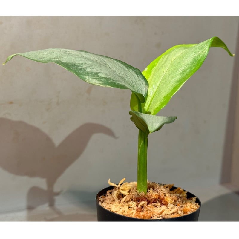 Schismatoglottis sp. Schismatoglottis sp.