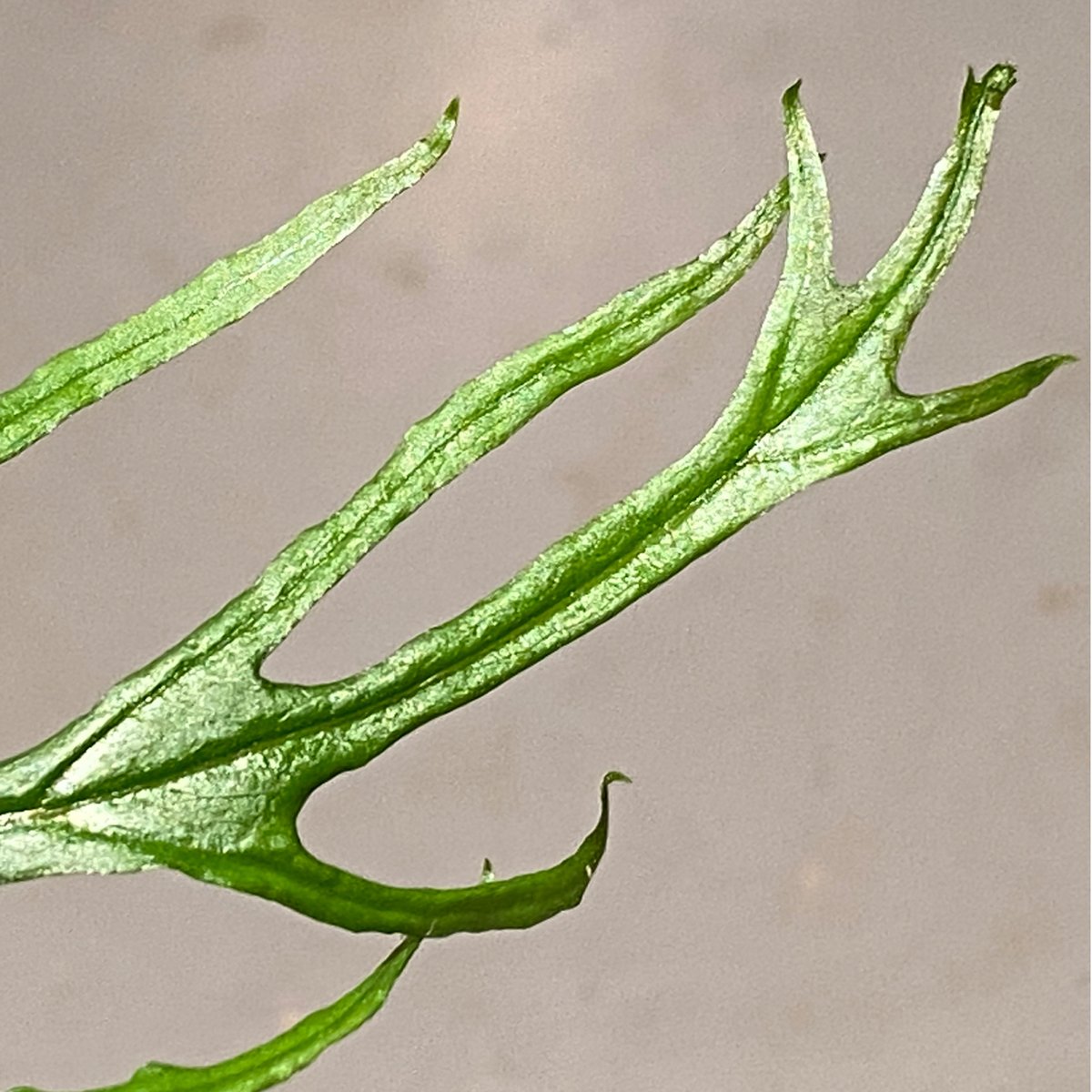 Microsorium sp. from Saripoi [LA0515-02] | M・R・G・R