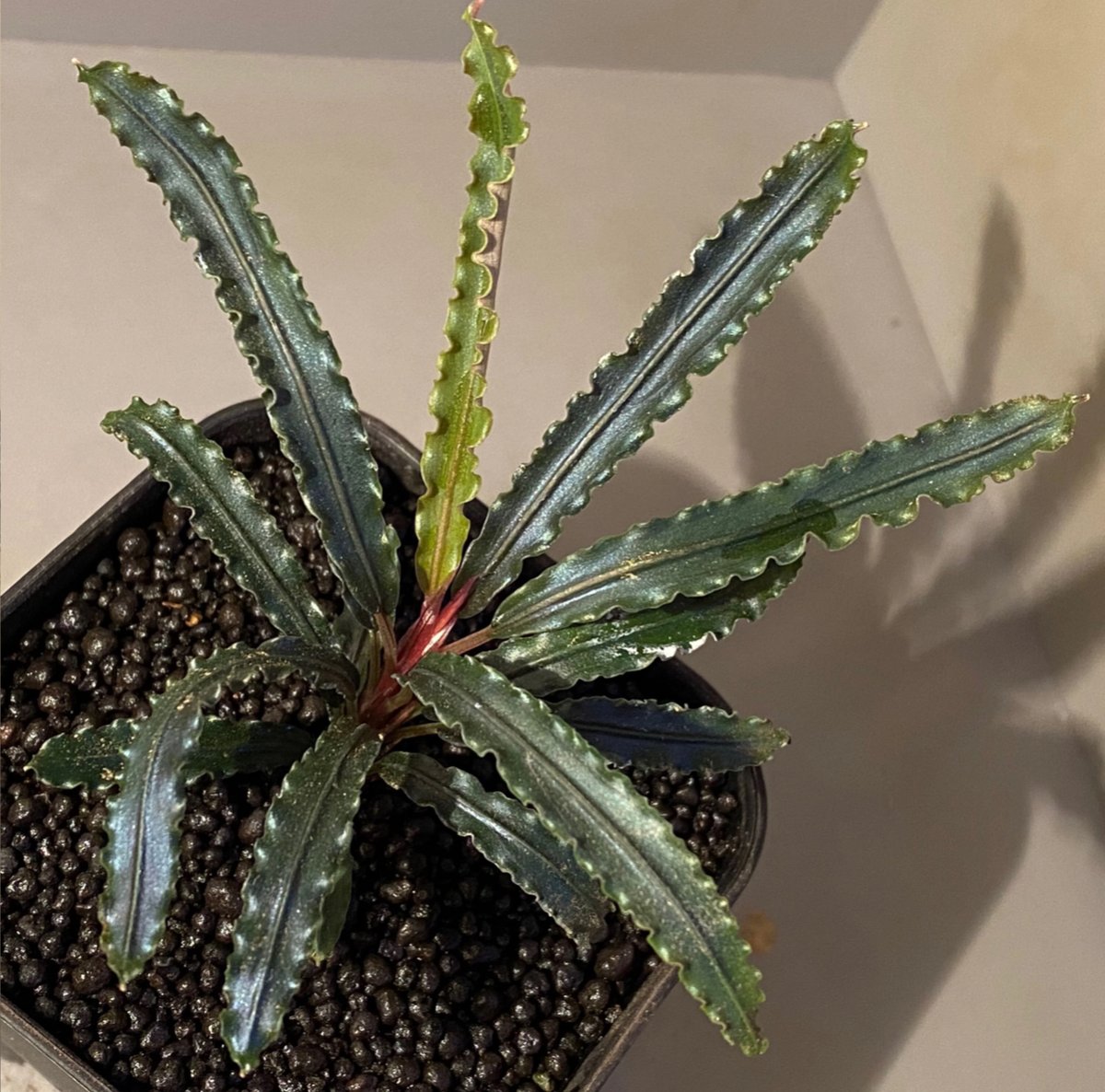 Bucephalandra sp. from "Mangat" [MF0417-2A] ②