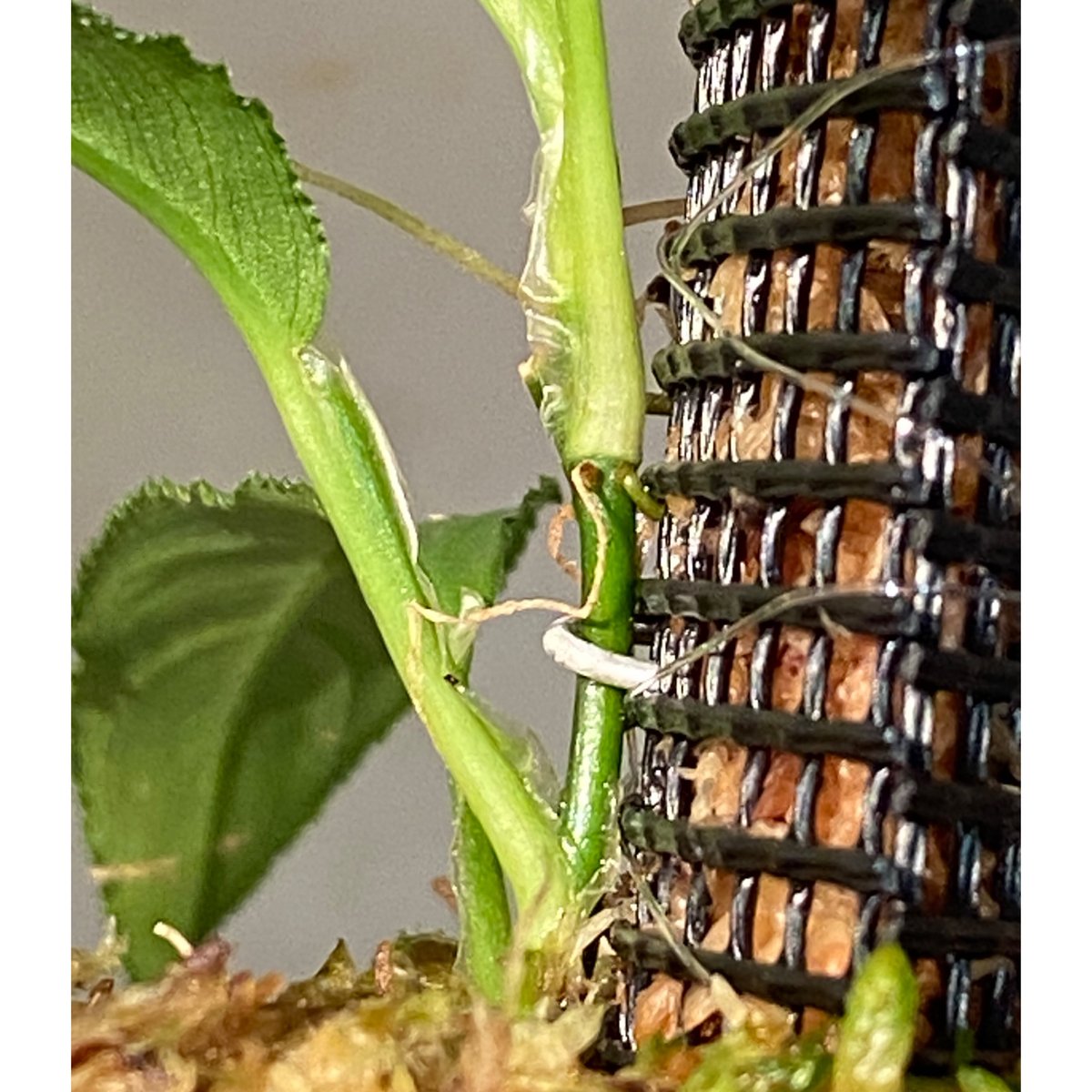 Unknown from Iquitos Peru [tanakay] | M・R・G・R