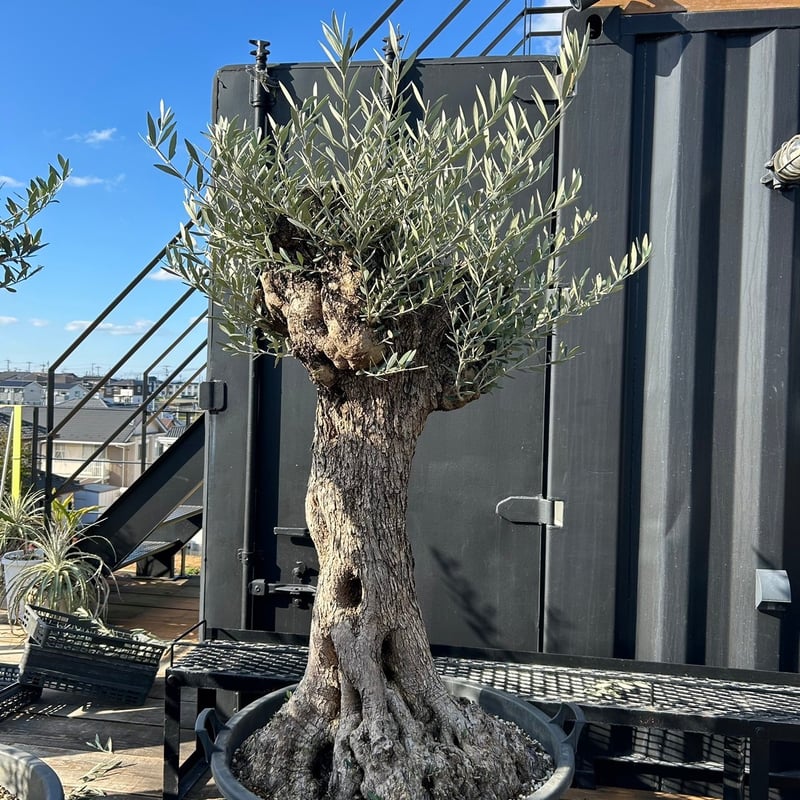 オリーブ 古木 Old olive(24jun4.v05-2) | De La Palma オリーブ 古木 Old olive(24jun4.v05-2) | De La Palma