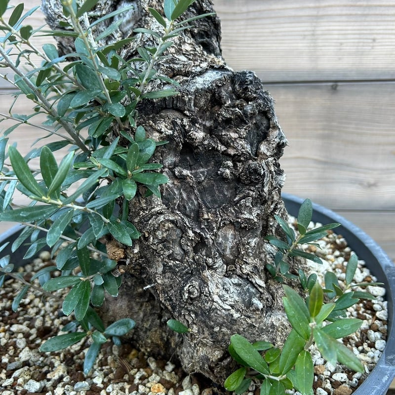 オリーブ 古木 Old olive(24jun4.v03-12) | De La Palma オリーブ 古木 Old olive(24jun4.v03-12) | De La Palma