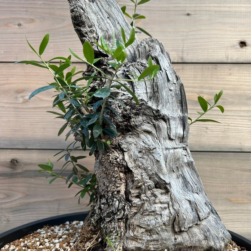 オリーブ 古木 Old olive(24jun4.v03-7) | De La Palma オリーブ 古木 Old olive(24jun4.v03-7) | De La Palma