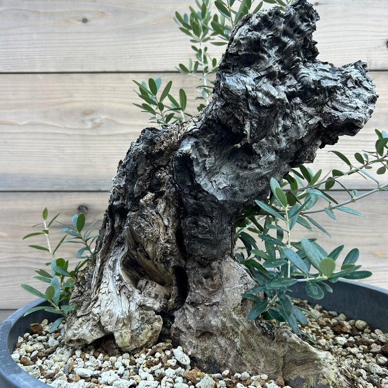 オリーブ 古木 Old olive(24jun4.v03-12) | De La Palma オリーブ 古木 Old olive(24jun4.v03-12) | De La Palma