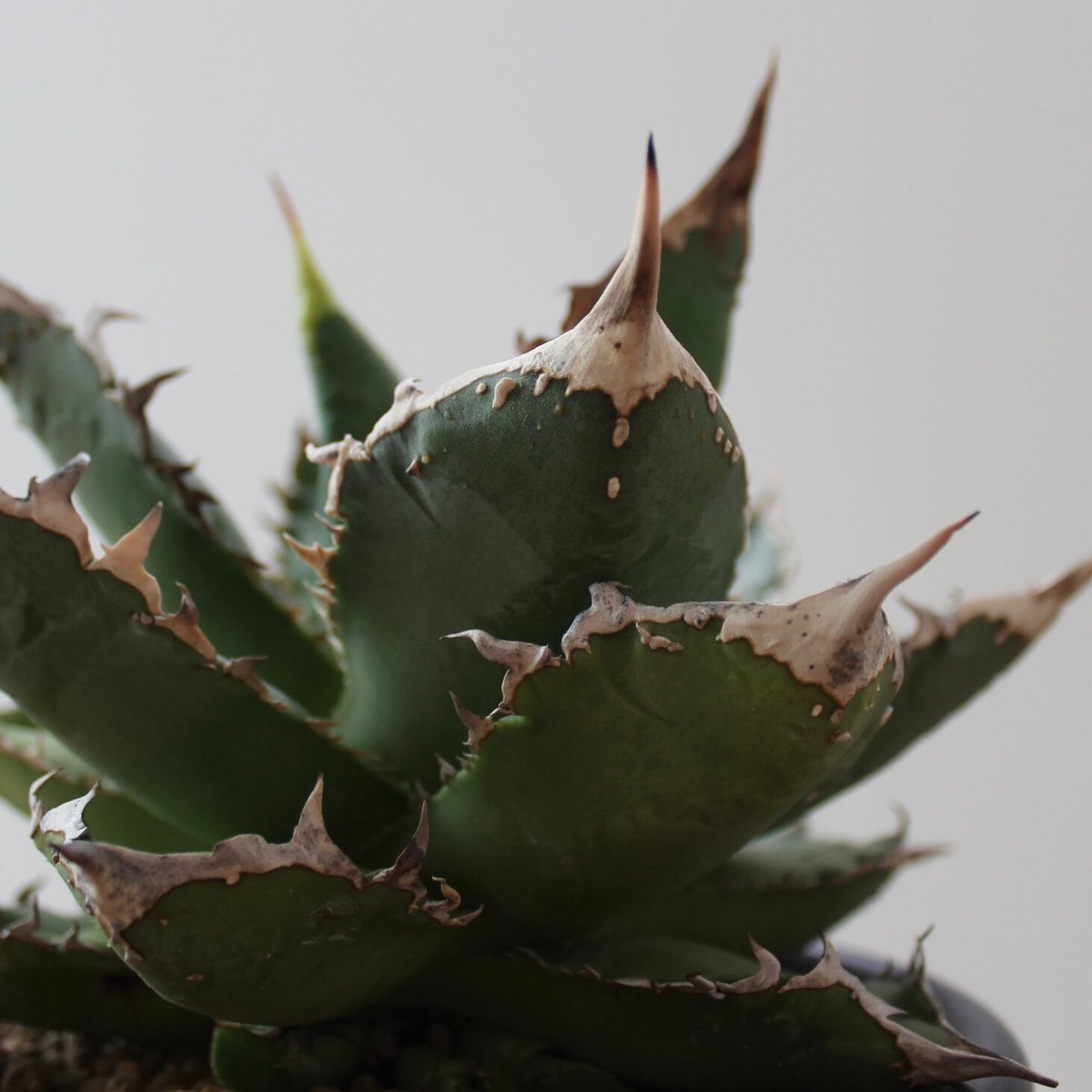 Agave Titanota FO222 | EL Damian