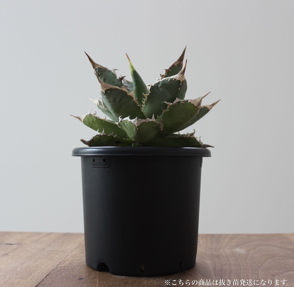 Agave Titanota FO222 | EL Damian