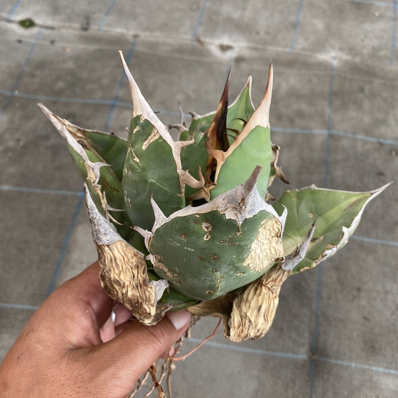 Agave oteroi Oaxaca | 河野園芸 Agave oteroi Oaxaca | 河野園芸