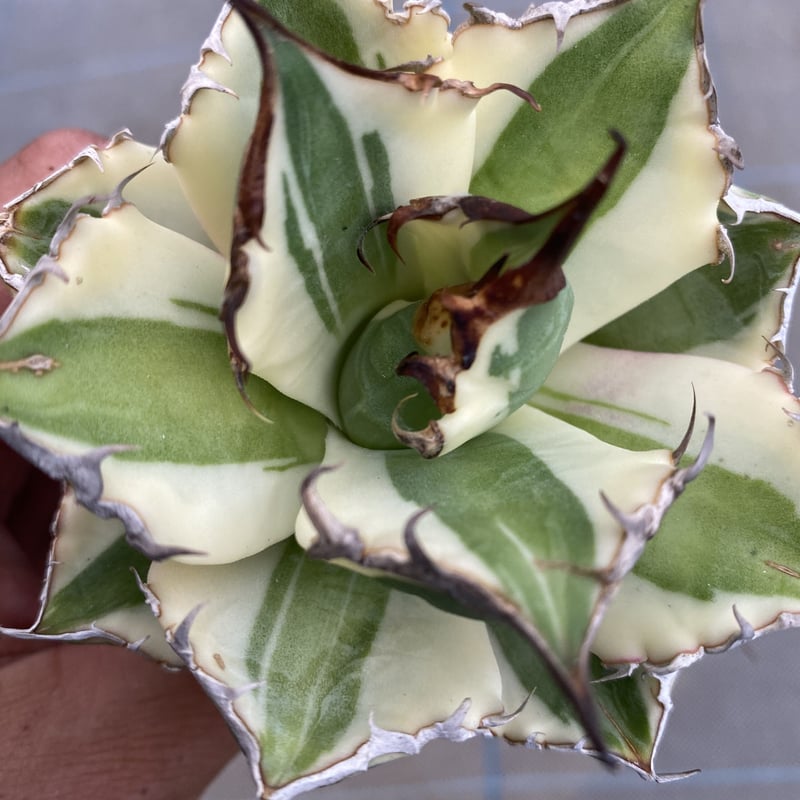 Agave titanota “SnaggleTooth” | 河野園芸 Agave titanota “SnaggleTooth” | 河野園芸