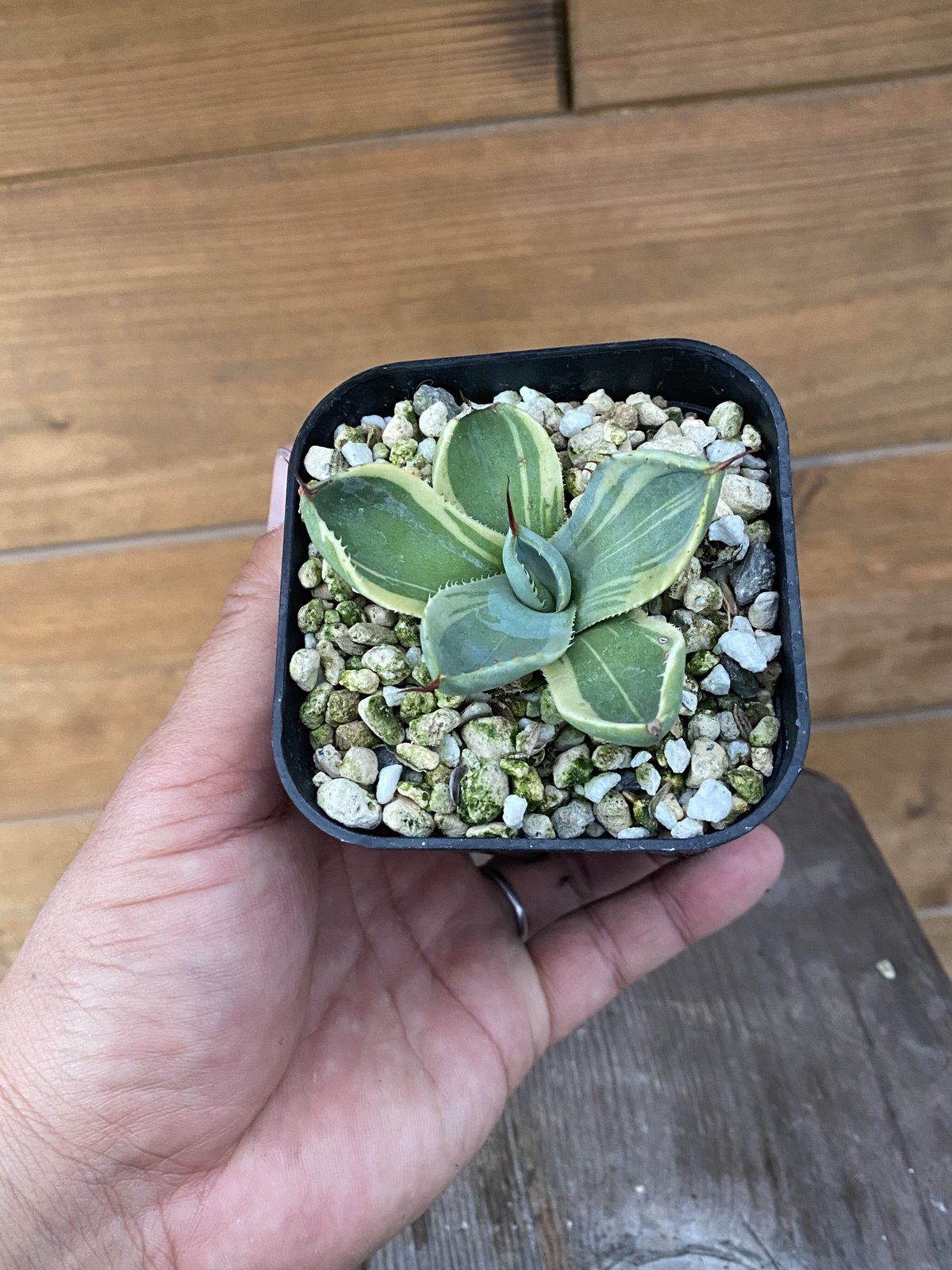 Agave parryi truncata “Lime Streak” | 河野園芸 Agave parryi truncata “Lime Streak” | 河野園芸