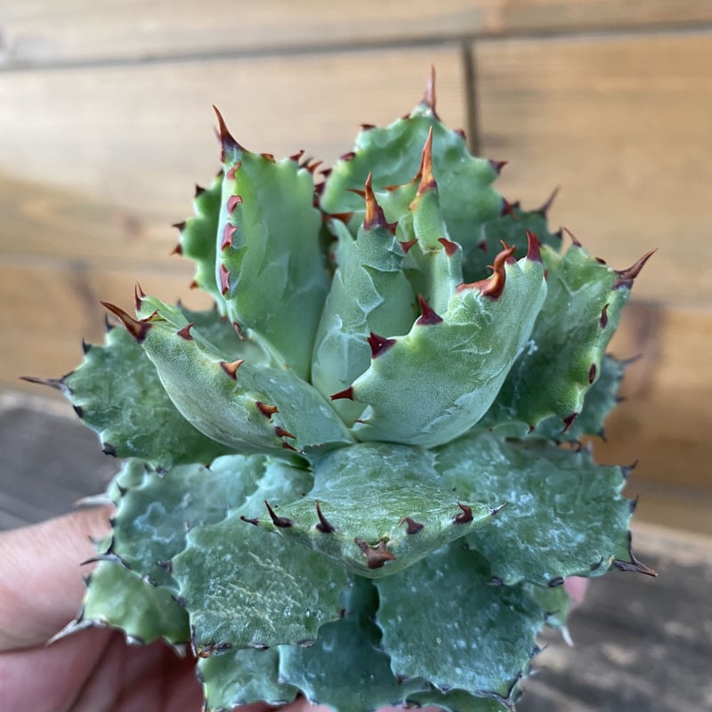 ベアルート Agave 姫蠍蟹Ⅰ | 河野園芸 ベアルート Agave 姫蠍蟹Ⅰ | 河野園芸