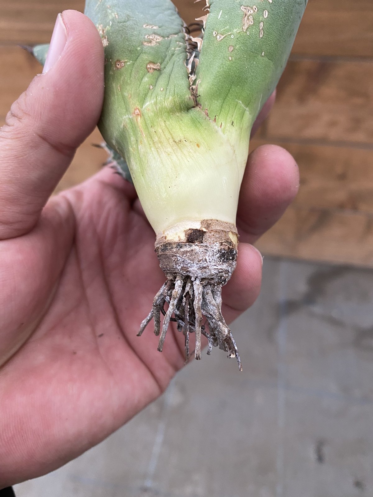 Agave oteroi Oaxaca | 河野園芸 Agave oteroi Oaxaca | 河野園芸