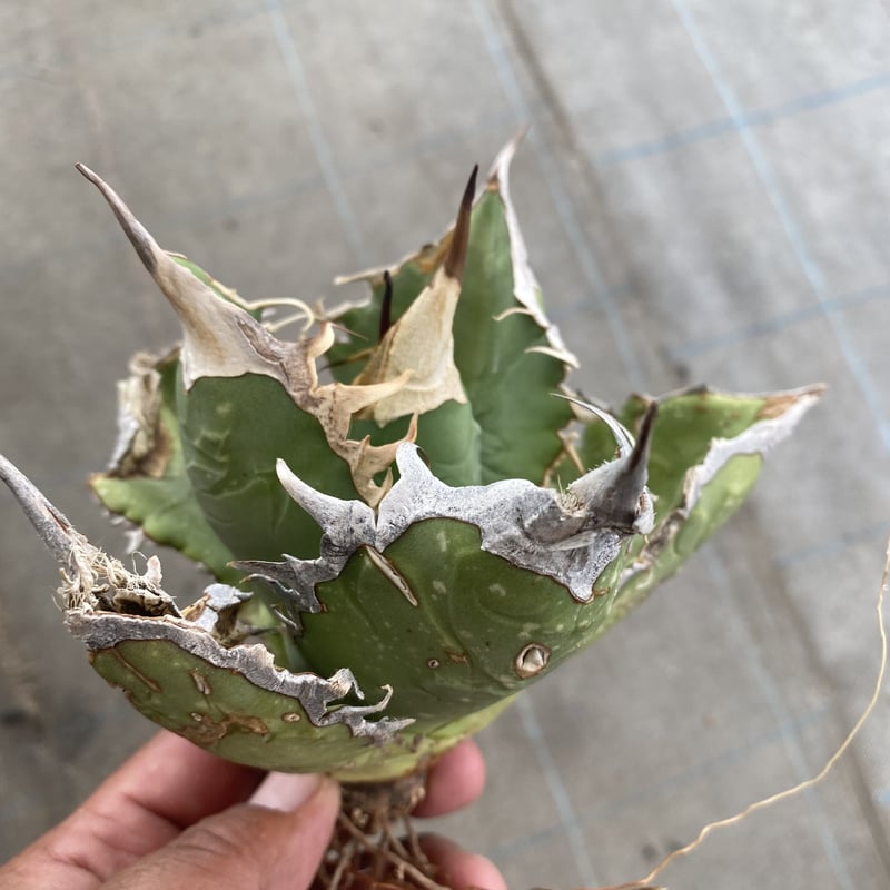 Agave oteroi Oaxaca 特選 | 河野園芸 Agave oteroi Oaxaca 特選 | 河野園芸