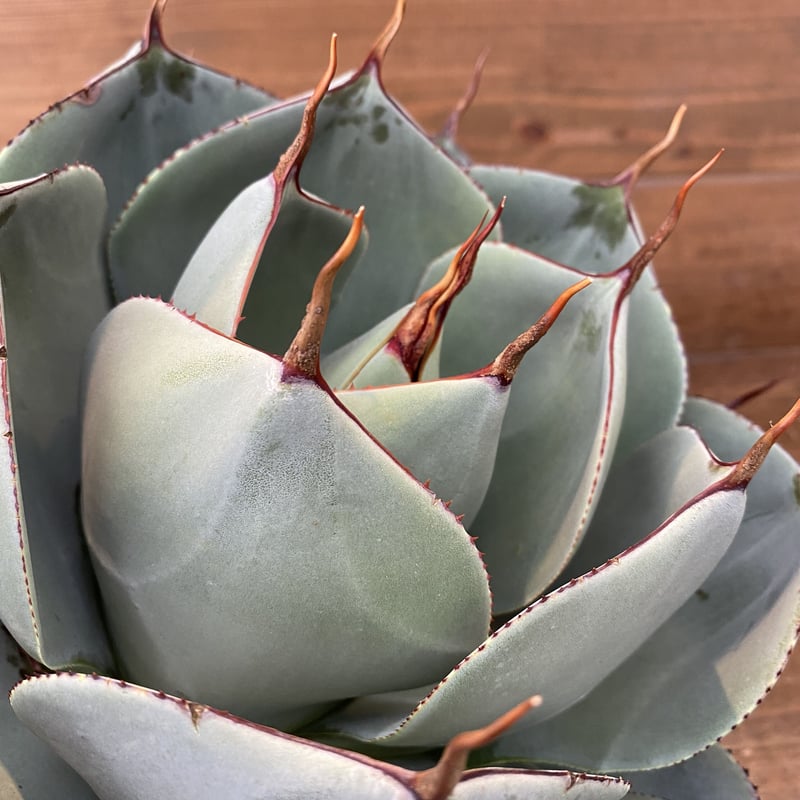 Agave parryi truncata SpecialClone特選 | 河野園芸 Agave parryi truncata SpecialClone特選 | 河野園芸