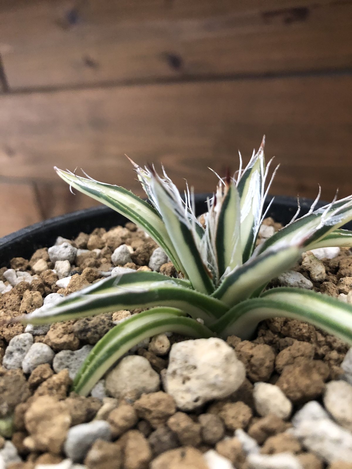 Agave parviflora 姫乱雪白中斑 | 河野園芸 Agave parviflora 姫乱雪白中斑 | 河野園芸