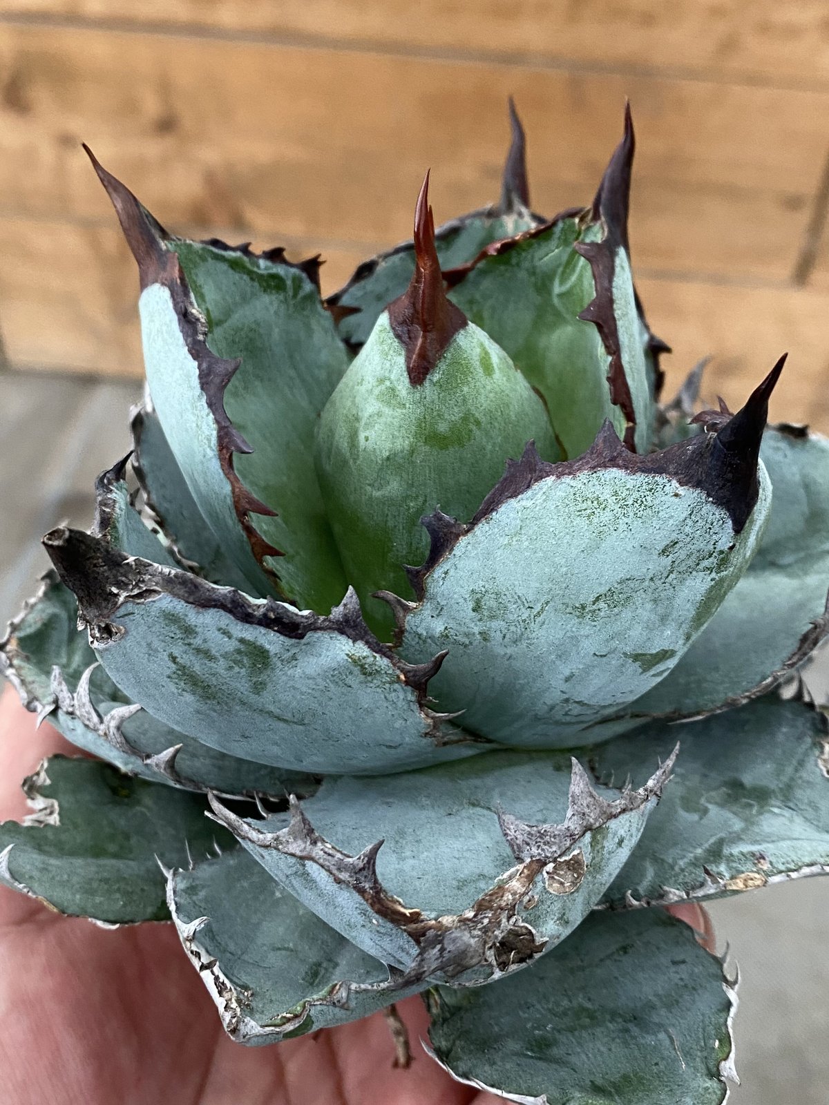 Agave titanota ”Black &Blue“ Special clone | Agave titanota ”Black &Blue“ Special clone |