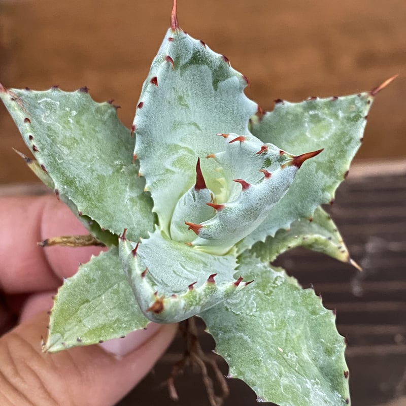 ベアルート Agave 姫蠍蟹Ⅱ | 河野園芸 ベアルート Agave 姫蠍蟹Ⅱ | 河野園芸
