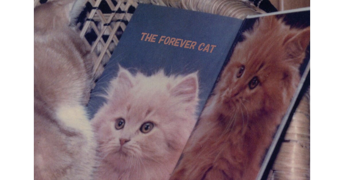 THE FOREVER CAT