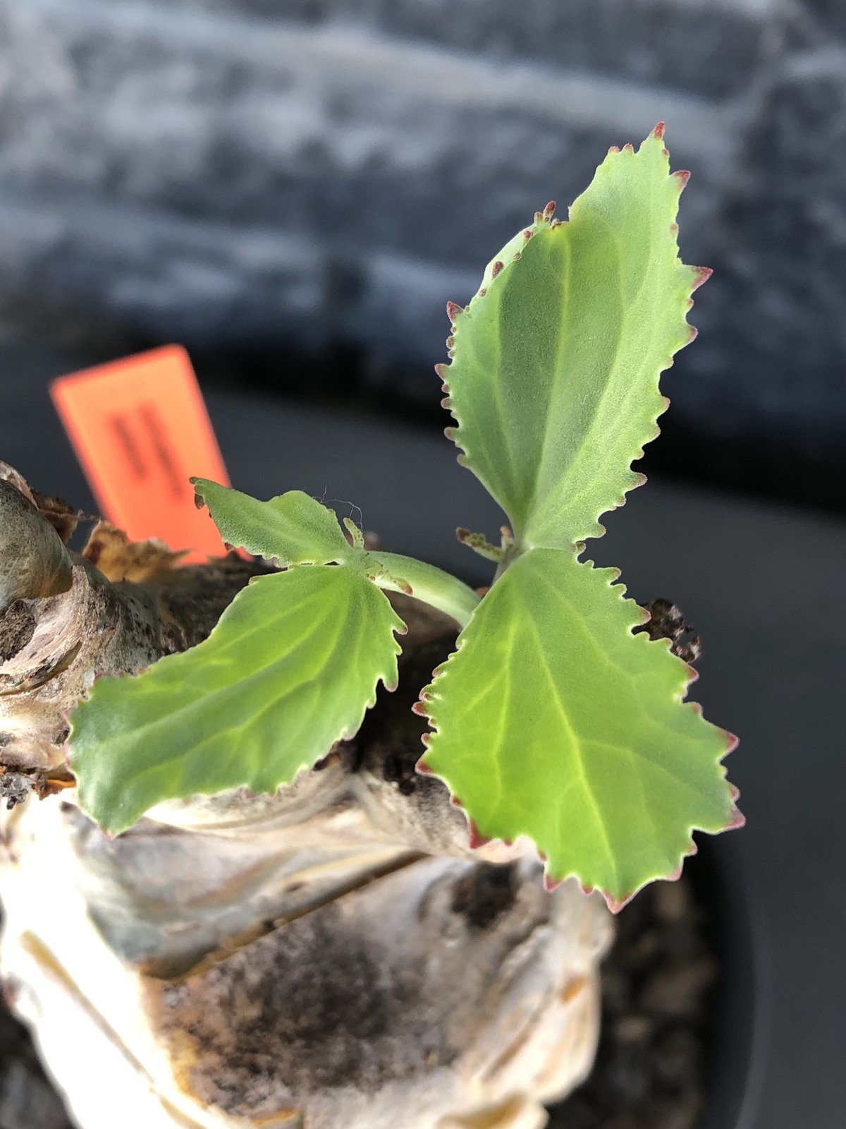 cyphostemma betiforme《 L size》※現地球発根後店主国内管理10年株...