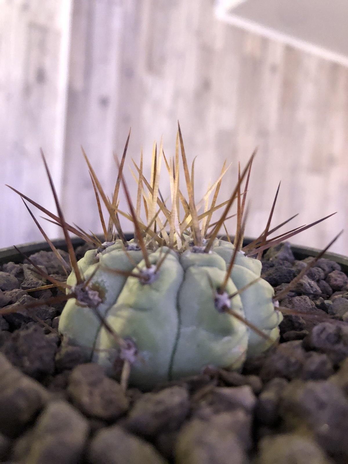 copiapoa cinerea 長刺白棘黒王丸《大きめS size》希少※現地球株 copiapoa cinerea 長刺白棘黒王丸《大きめS size》希少※現地球株