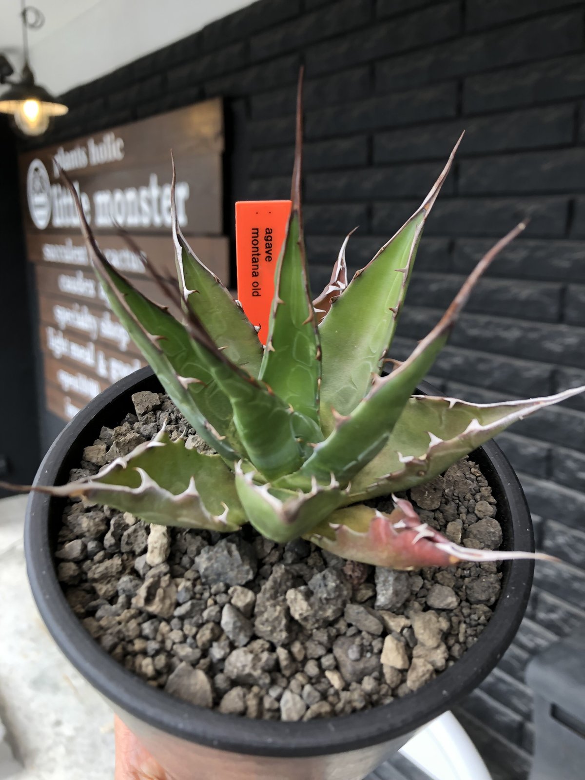 agave montana《M size》選抜株※現地球株発根済※纏まり締まり agave montana《M size》選抜株※現地球株発根済※纏まり締まり