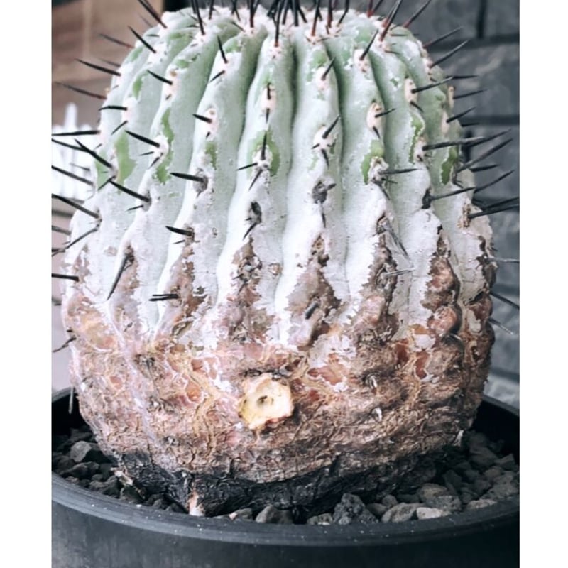 copiapoa cinerea 黒王丸《大きめL size》激希少※現地球発根後 copiapoa cinerea 黒王丸《大きめL size》激希少※現地球発根後