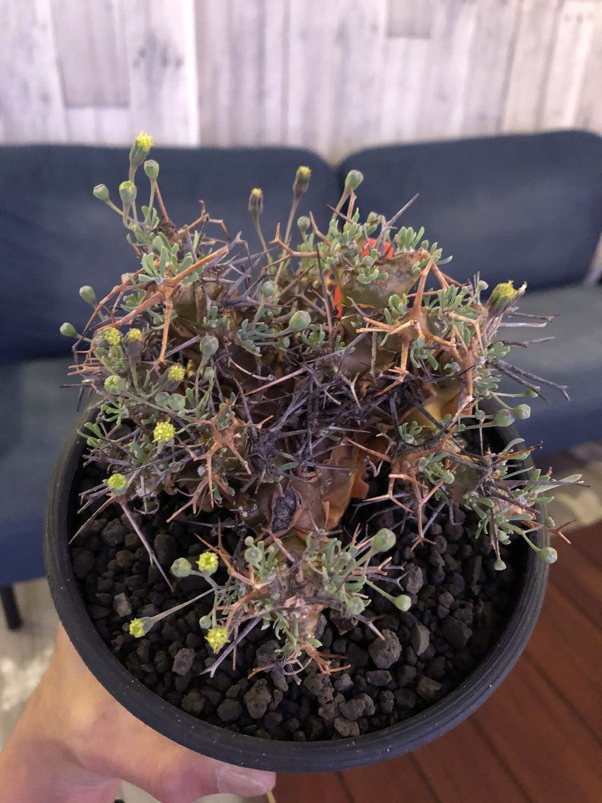 othonna euphorbioides《M size》mad black pot植え...