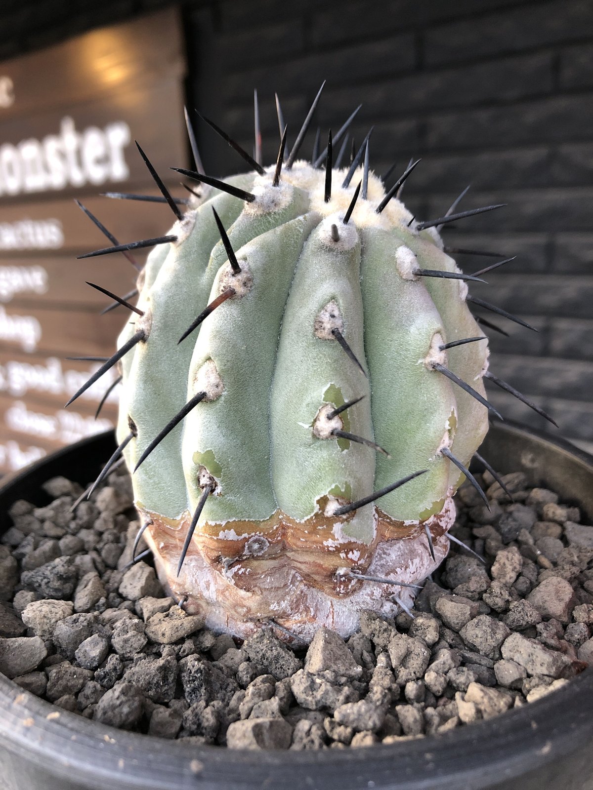 Copiapoa コピアポア 拠れ シネレア 黒王丸 現地球 輸入株カキコ Copiapoa コピアポア 拠れ シネレア 黒王丸 現地球 輸入株カキコ