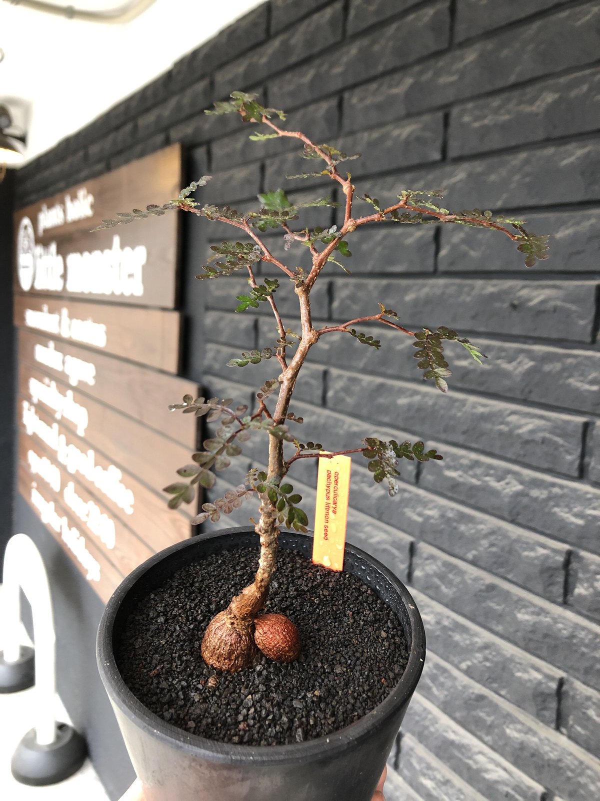 operculicarya pachypus littmon seed🌱 《6年株》※幹...