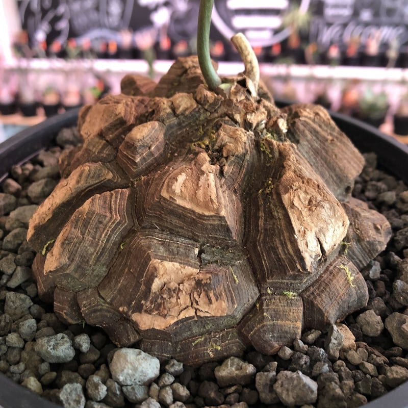 dioscorea macrostachya メキシコ亀甲竜《L size》※現地球らしい dioscorea macrostachya メキシコ亀甲竜《L size》※現地球らしい