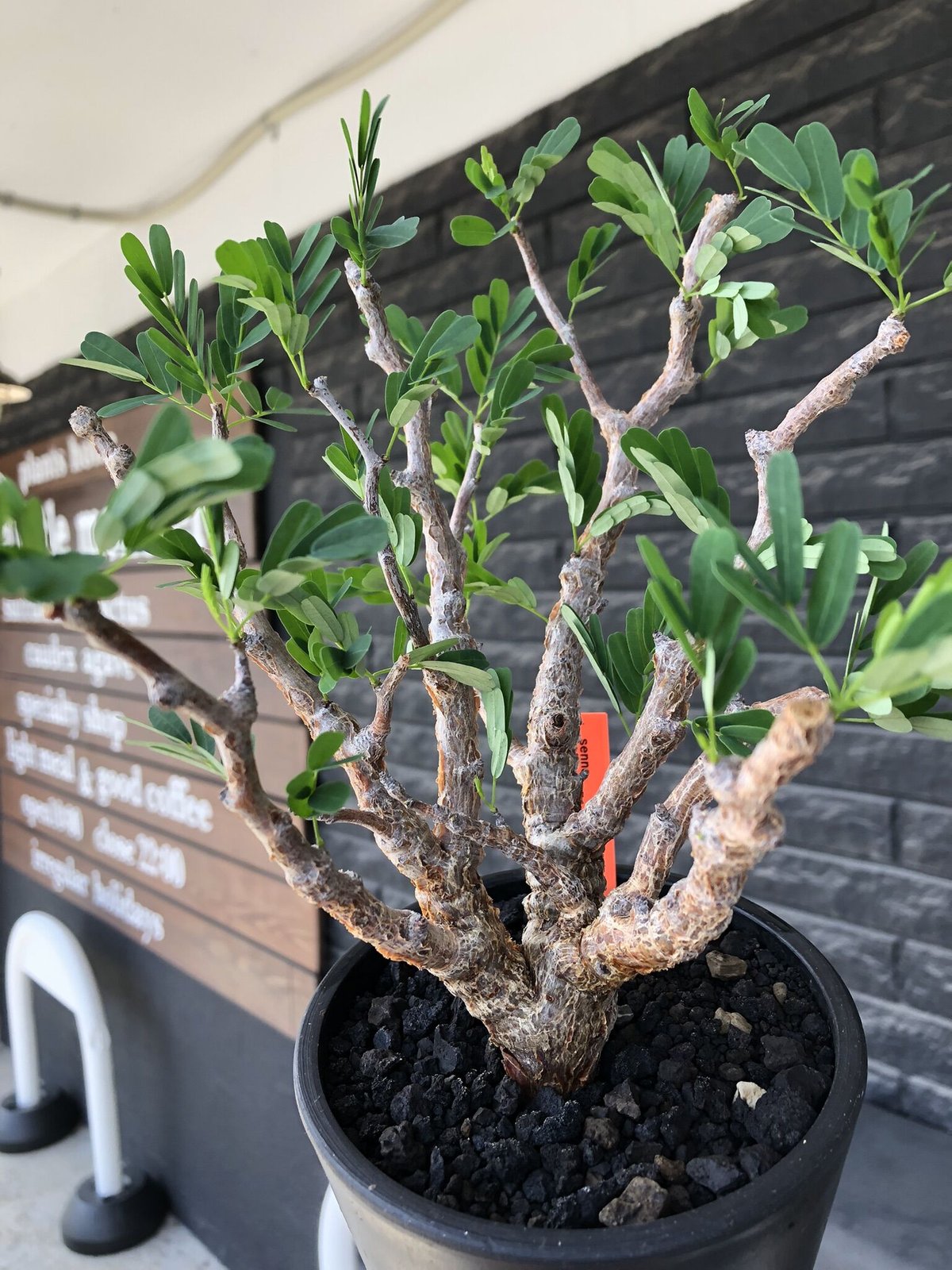 senna meridionalis《大きめM size》※現地球株発根済※枝振り senna meridionalis《大きめM size》※現地球株発根済※枝振り