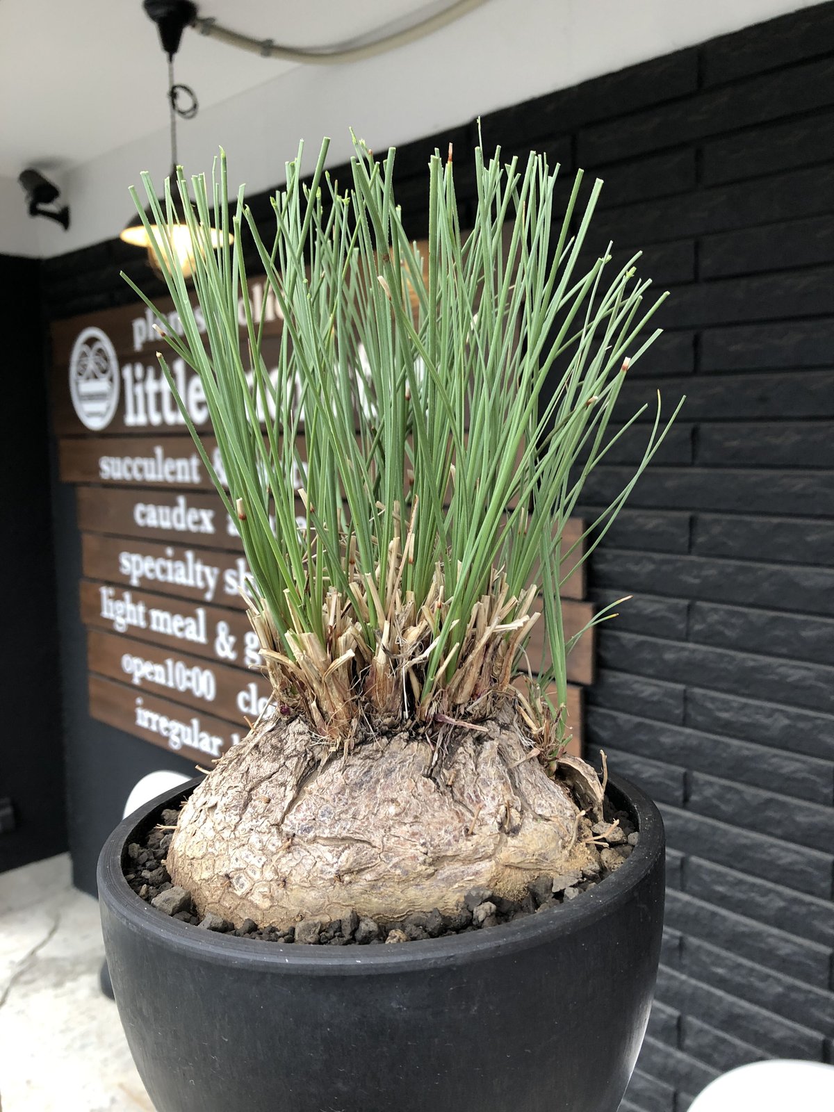 calibanus hookeri《L L size》※現地球発根後店主国内管理6年株 calibanus hookeri《L L size》※現地球発根後店主国内管理6年株
