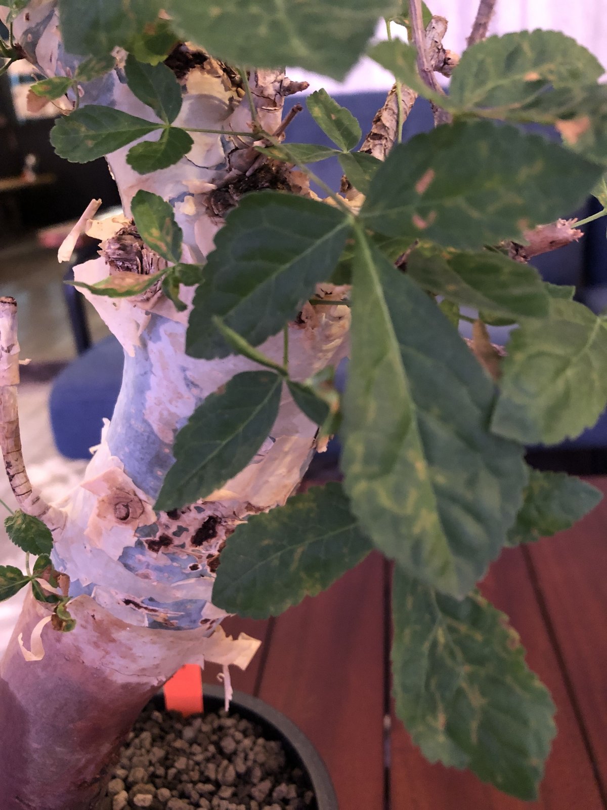 commiphora africana《L size》※mad black pot植え vi...