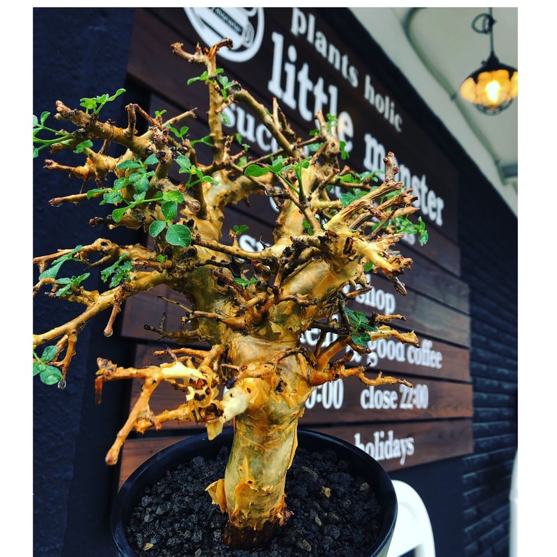 commiphora stocksiana《大きめL size》※現地球発根後店主国内 commiphora stocksiana《大きめL size》※現地球発根後店主国内