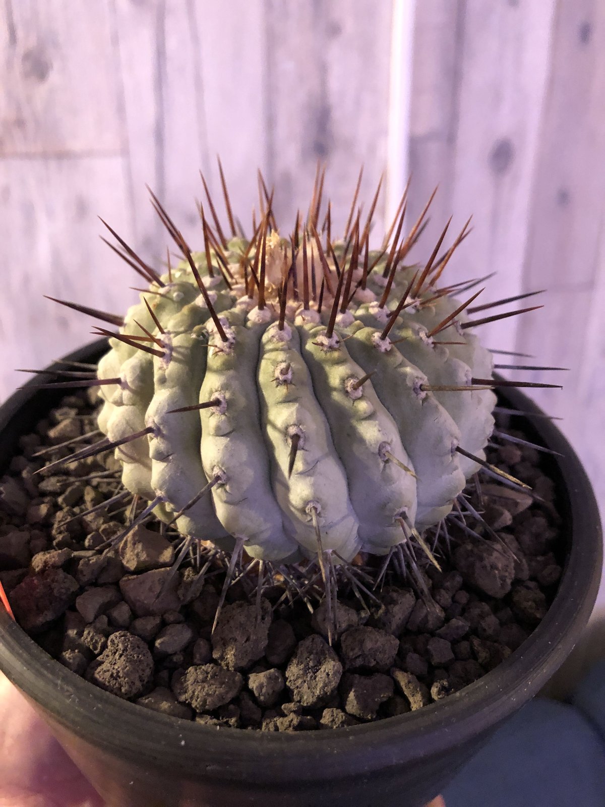 copiapoa cinerea var.columna-alba《M size》 現地 copiapoa cinerea var.columna-alba《M size》 現地