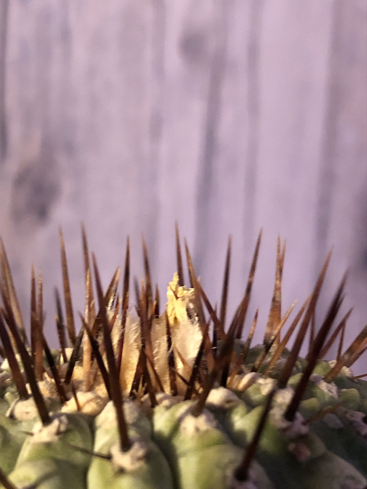 copiapoa cinerea var.columna-alba《M size》 現地 copiapoa cinerea var.columna-alba《M size》 現地