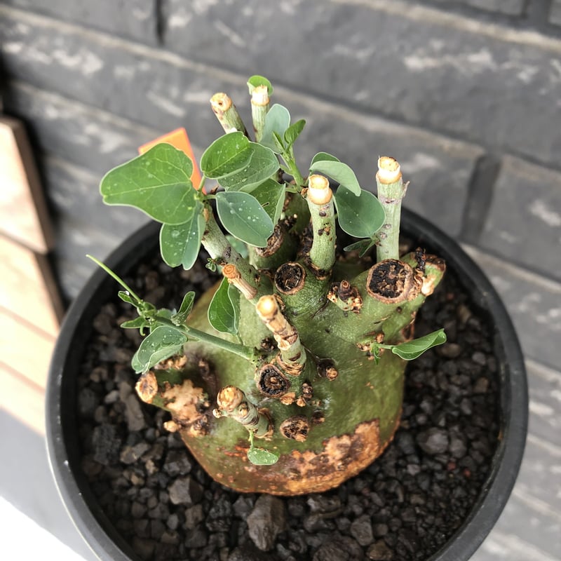 adenia spinosa《大きめM size》球体wild株※現地球発根後店主 adenia spinosa《大きめM size》球体wild株※現地球発根後店主