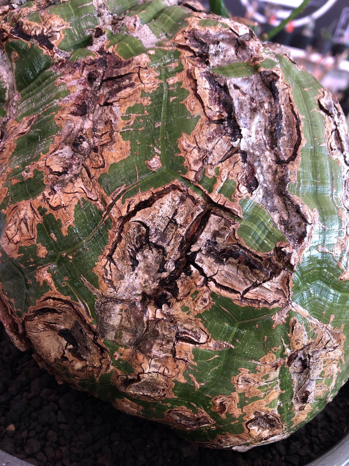 pseudobombax elipticum《XL size》※現地球発根済株※bigで丸い最 pseudobombax elipticum《XL size》※現地球発根済株※bigで丸い最