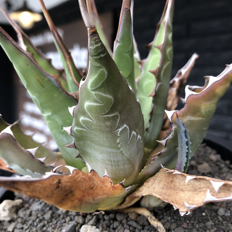 agave montana《大きめM size》※子株有り選抜株※現地球発根後 agave montana《大きめM size》※子株有り選抜株※現地球発根後
