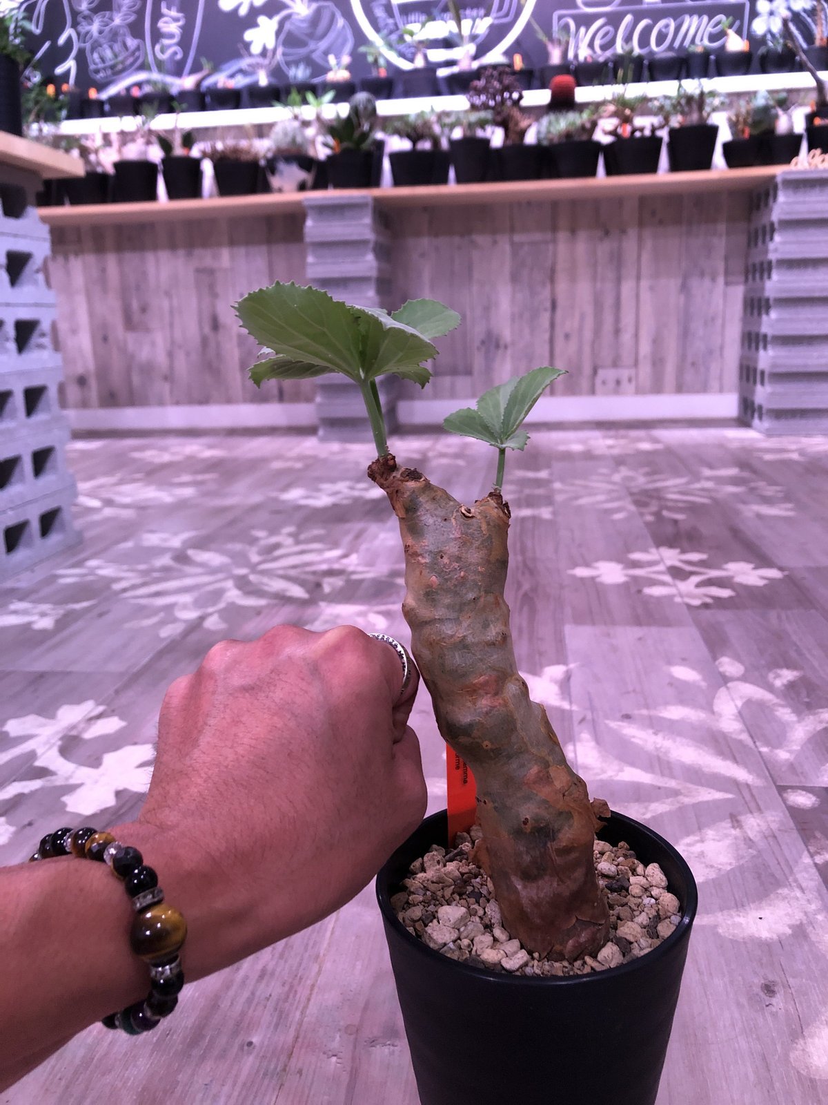 cyphostemma betiforme《M size》丁度良いsize感‼︎ 表皮は...