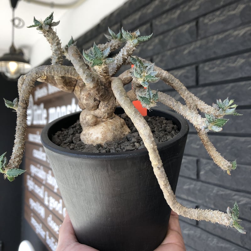 euphorbia tulearensis《 LL size》※現地球発根後店主国内管理5 euphorbia tulearensis《 LL size》※現地球発根後店主国内管理5