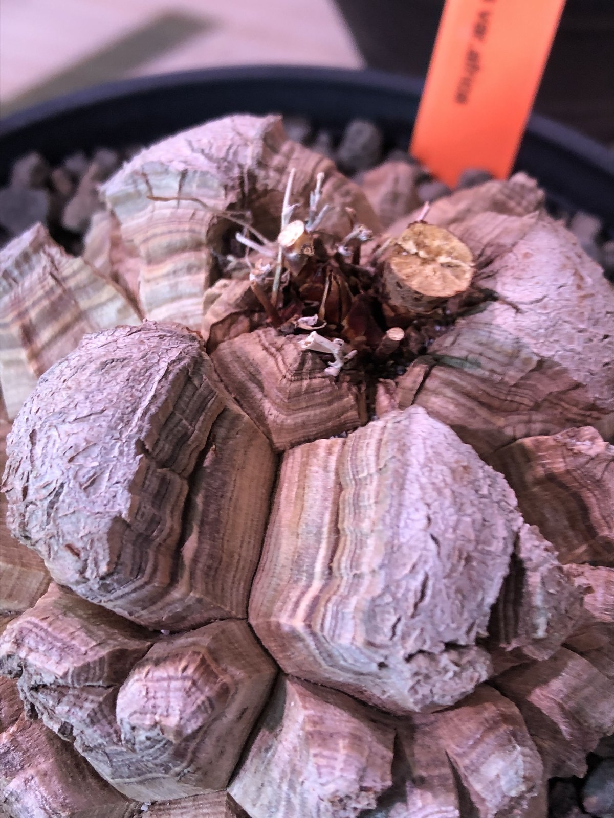 dioscorea elephantipes アフリカ亀甲竜《大きめM size》※今後 dioscorea elephantipes アフリカ亀甲竜《大きめM size》※今後