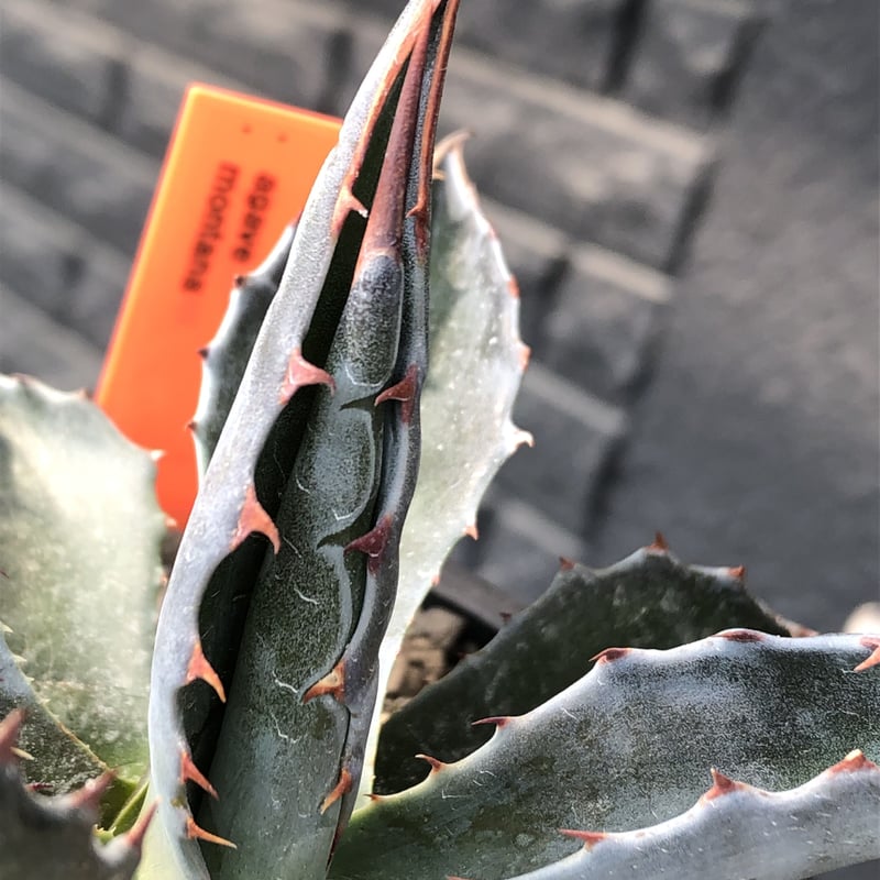 agave montana《M size》※現地球発根後店主国内管理2年株※葉色が agave montana《M size》※現地球発根後店主国内管理2年株※葉色が