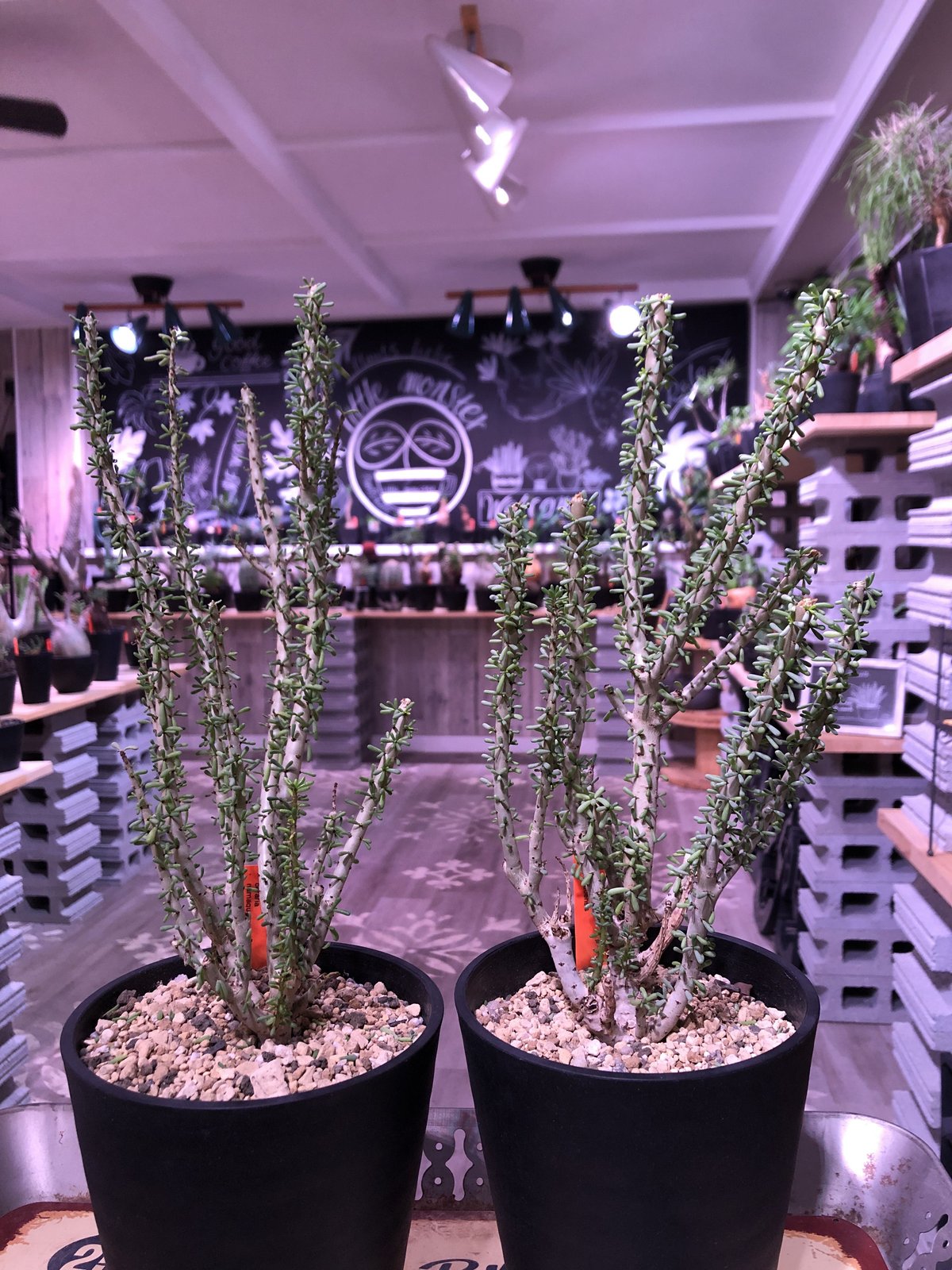 ceraria namaquensis《L size》※年々分岐する上、上品且つ大変 ceraria namaquensis《L size》※年々分岐する上、上品且つ大変