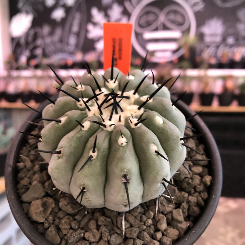 copiapoa cinerea 黒王丸《M size》激希少‼︎※現地球発根済株 copiapoa cinerea 黒王丸《M size》激希少‼︎※現地球発根済株