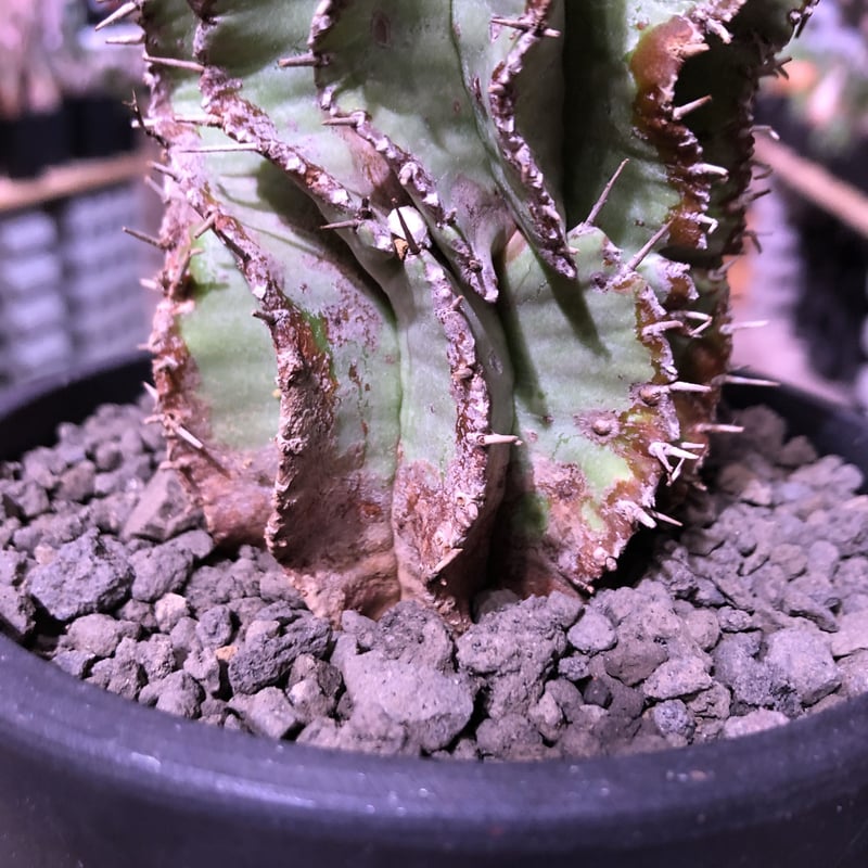 euphorbia horrida《L size》※現地球発根済株‼︎※大変立派なホリ euphorbia horrida《L size》※現地球発根済株‼︎※大変立派なホリ
