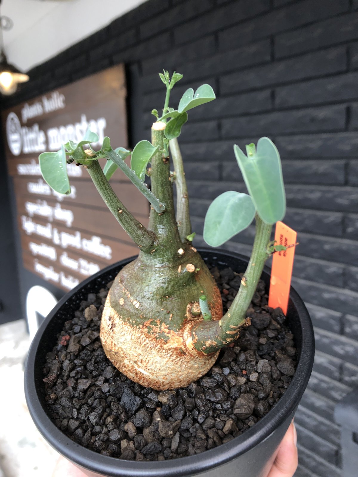 adenia spinosa《M size》球体可愛すぎる一株※現地球発根後店主 adenia spinosa《M size》球体可愛すぎる一株※現地球発根後店主