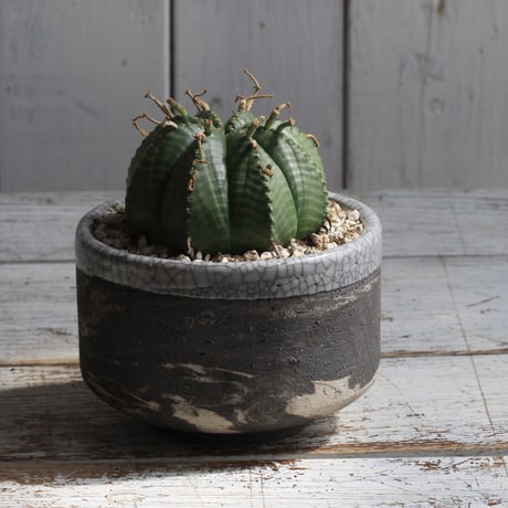 CATEGORY ユーフォルビア | hanayoshi-botanical CATEGORY ユーフォルビア | hanayoshi-botanical