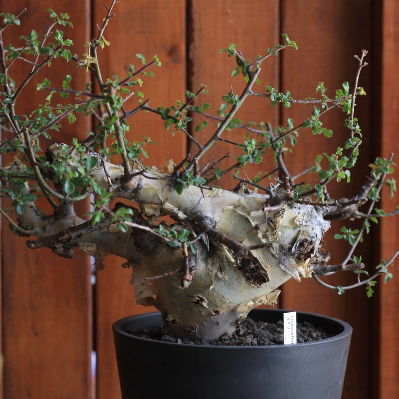 Commiphora kataf コミフォラ カタフ | hanayoshi-botanical Commiphora kataf コミフォラ カタフ | hanayoshi-botanical